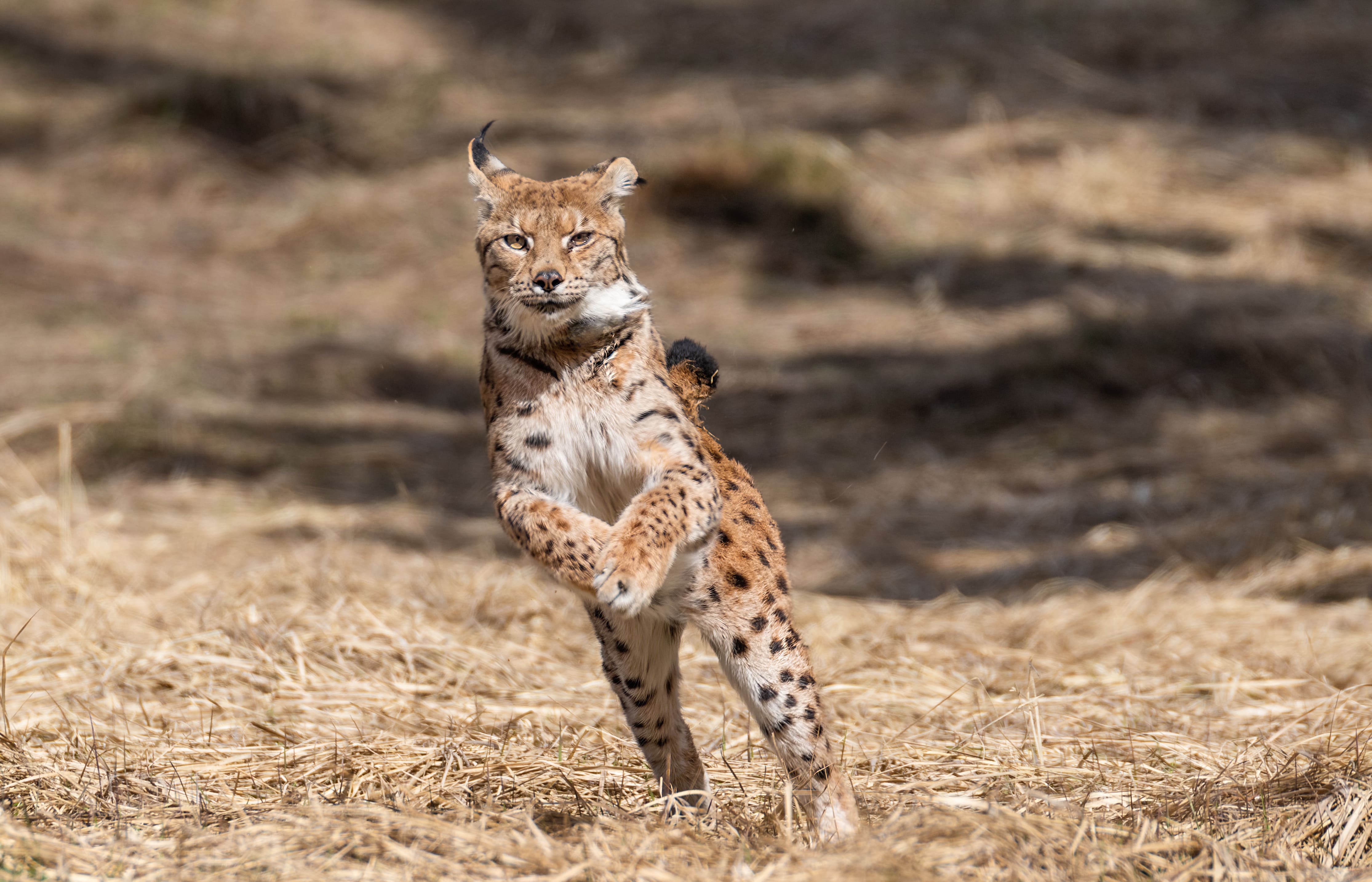 „Rewilding Velebit – fotografije divljine“ | Turizam.media